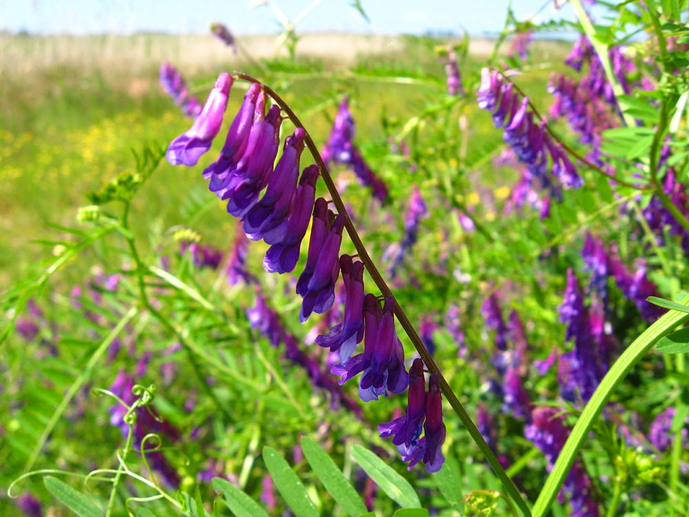 Burchttocht Wellerwaard | Natuurgebieden | Natuur dichtbij