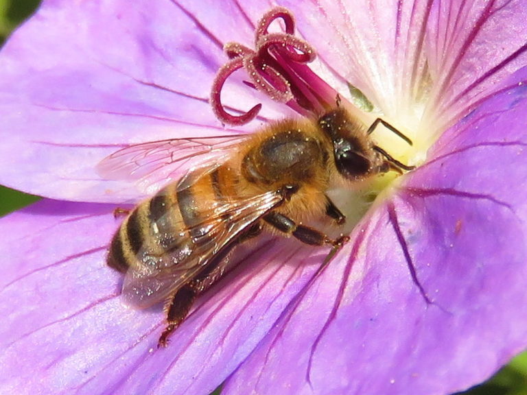 Honingbijen | Bijen en hommels | Natuur dichtbij