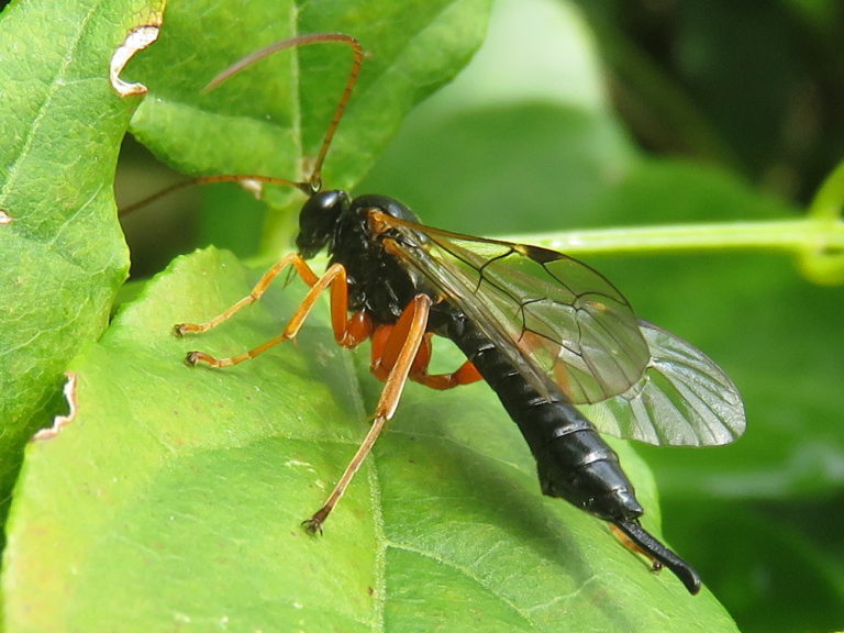 Sluipwespen | Wespen | Natuur dichtbij